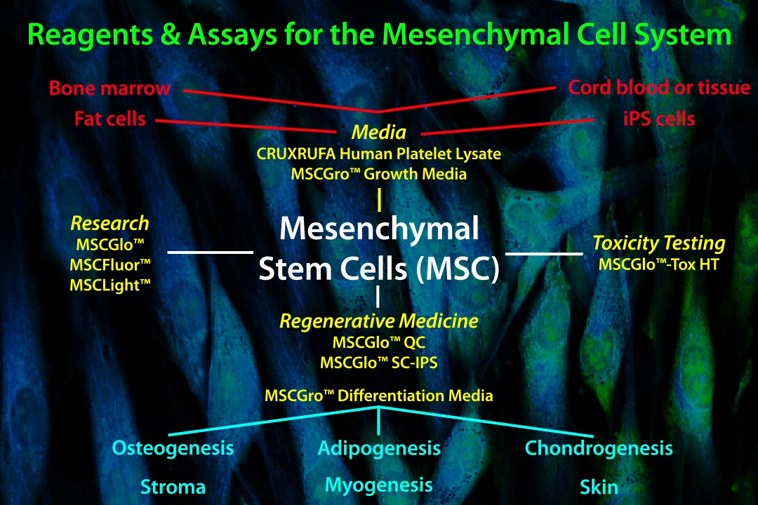 Preferred Cell Systems -- MSCglo